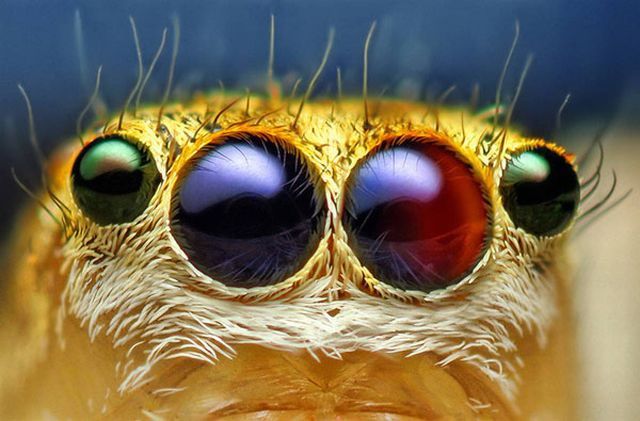 Extreme Close-Ups of Insects’ Eyes (18 pics) - Izismile.com