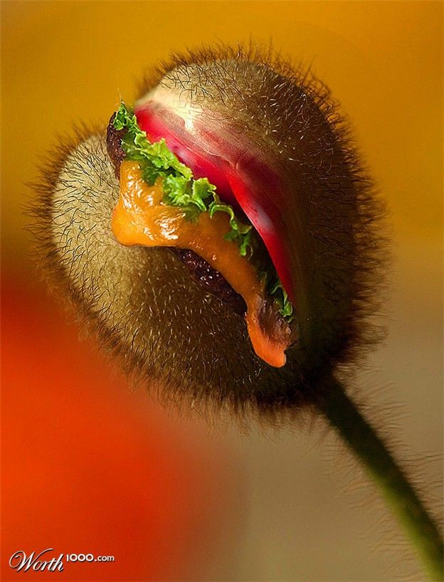 Photomontages with Flowers (37 pics) - Izismile.com