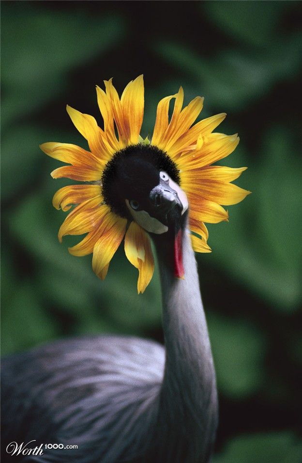 Photomontages with Flowers (37 pics) - Izismile.com