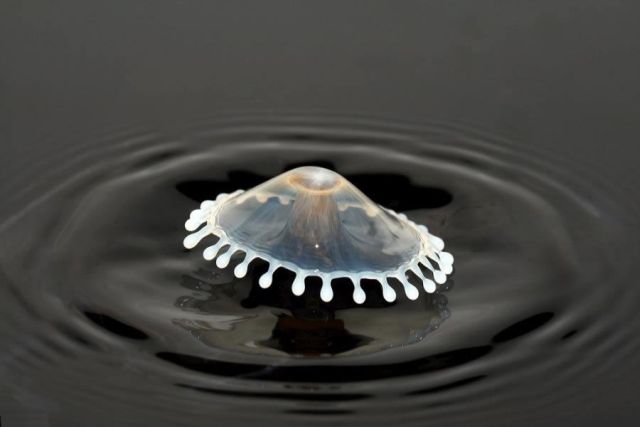 Amazing drop photography (17 pics) - Izismile.com