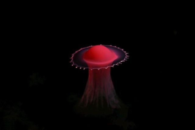 Amazing drop photography (17 pics) - Izismile.com