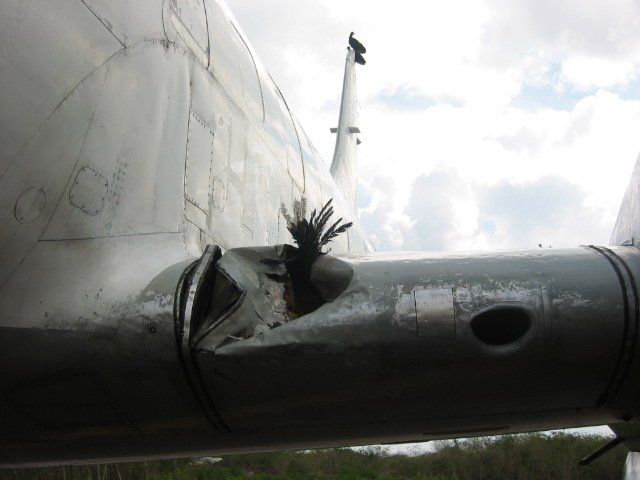 Plane vs bird. Plane wins :( (12 pics) - Izismile.com