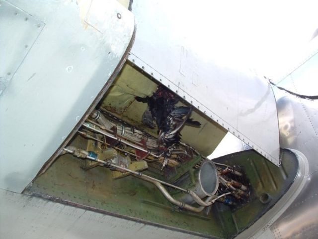 Plane vs bird. Plane wins :( (12 pics) - Izismile.com