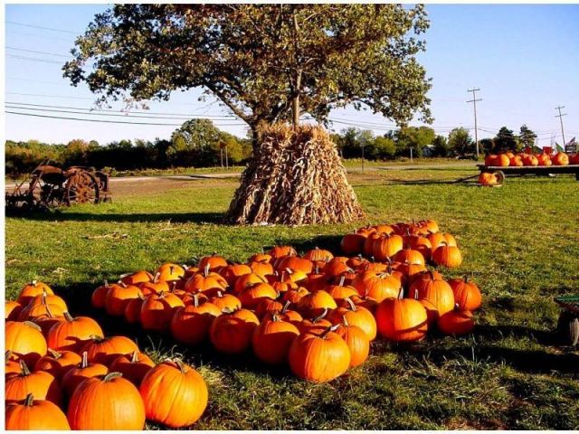 Beautiful autumn (24 pics) - Izismile.com