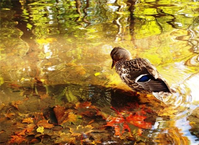 Autumn in Latvia (38 pics) - Izismile.com