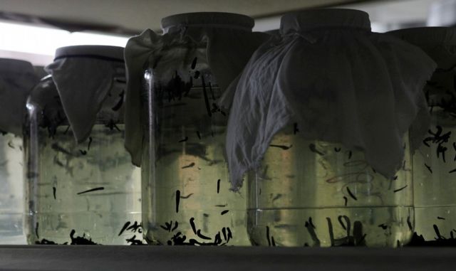 Leech Farm (10 pics) - Izismile.com