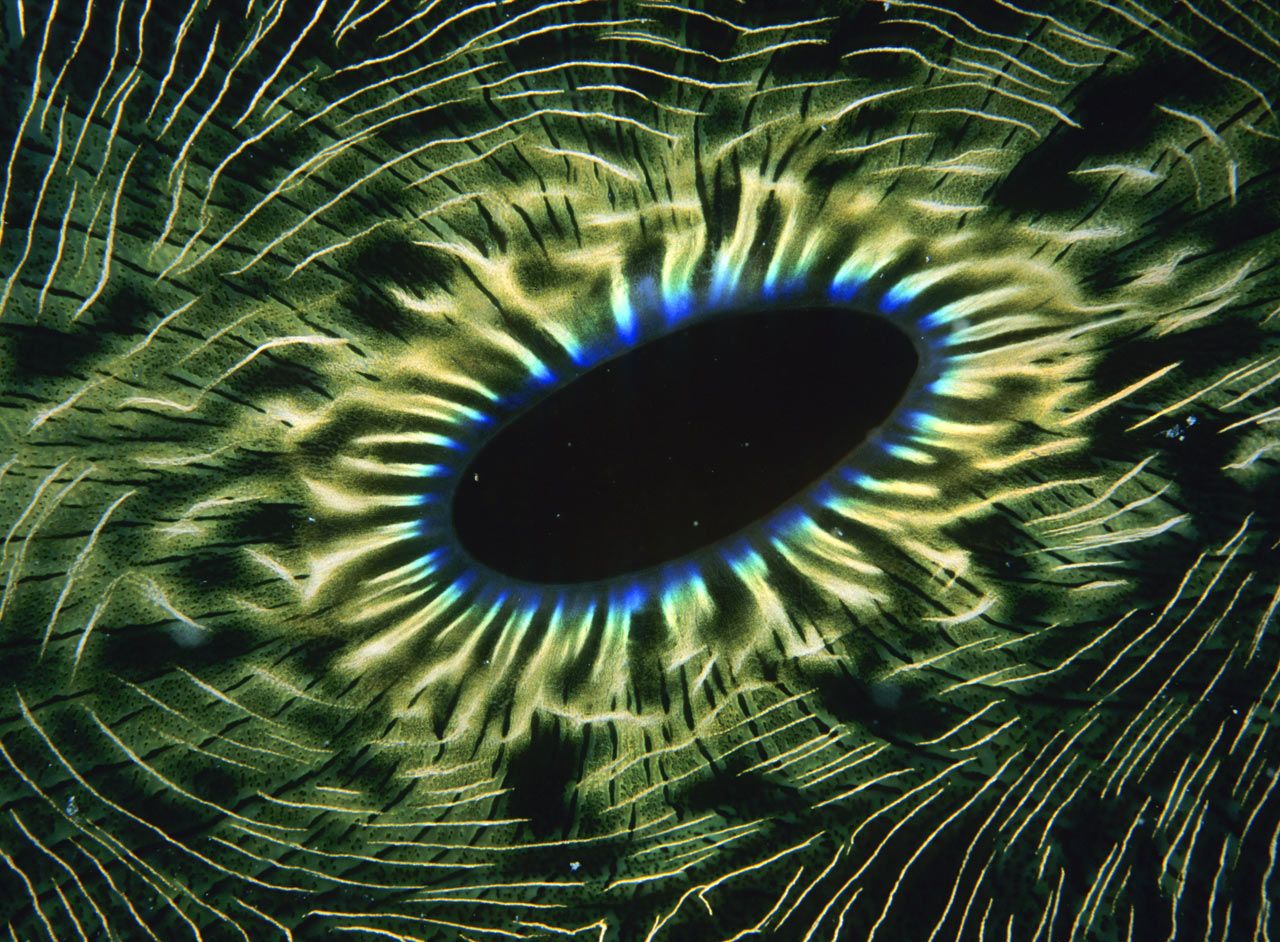 Beautiful Patterns in Nature from National Geographic. Part 2 (78 pics ...