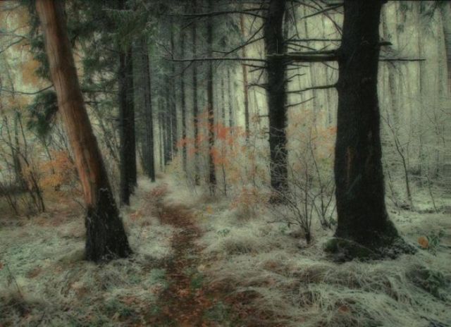 Beautiful Mysterious Forests (22 pics) - Izismile.com