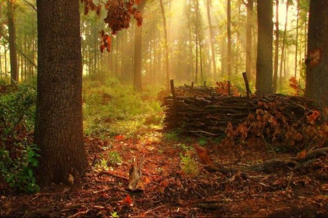 Beautiful Mysterious Forests (22 pics) - Izismile.com