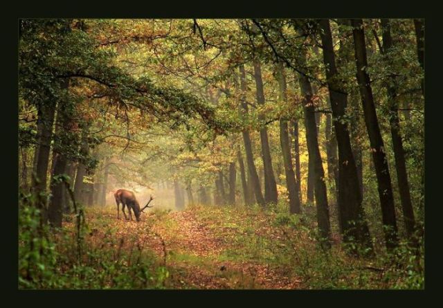 Beautiful Mysterious Forests (22 pics) - Izismile.com