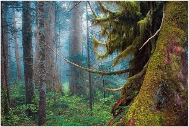 Beautiful Mysterious Forests (22 pics) - Izismile.com