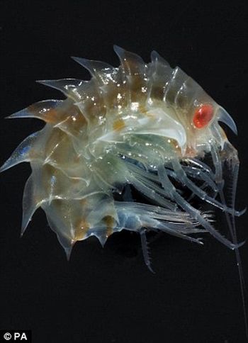 Beautiful Underwater Realm (12 pics) - Izismile.com