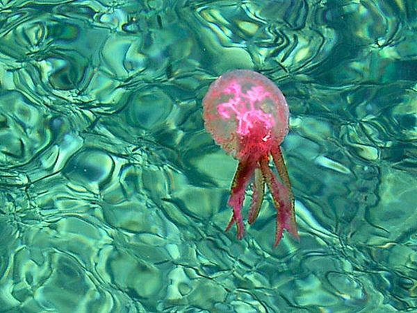 Incredibly Beautiful and Colorful Jellyfish (17 pics) - Izismile.com
