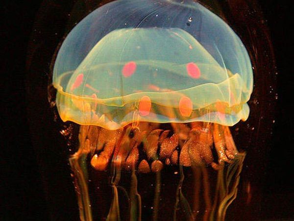 Incredibly Beautiful and Colorful Jellyfish (17 pics) - Izismile.com