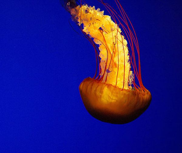 Incredibly Beautiful and Colorful Jellyfish (17 pics) - Izismile.com