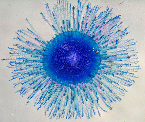 Incredibly Beautiful and Colorful Jellyfish (17 pics) - Izismile.com