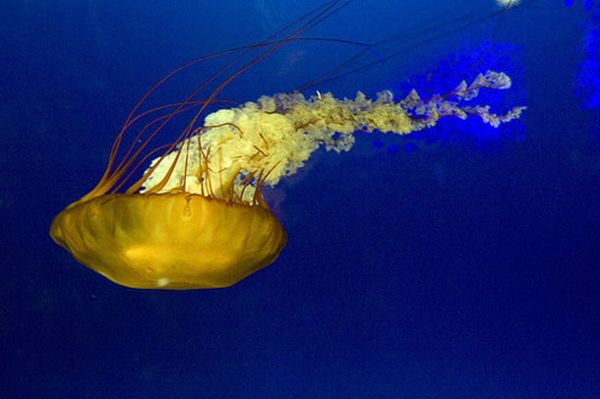 Incredibly Beautiful and Colorful Jellyfish (17 pics) - Izismile.com