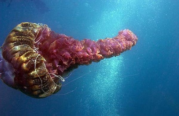 Incredibly Beautiful and Colorful Jellyfish (17 pics) - Izismile.com