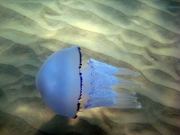 Incredibly Beautiful and Colorful Jellyfish (17 pics) - Izismile.com
