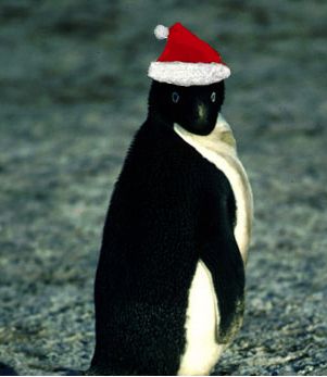 Animals In Santa Hats (100 pics) - Izismile.com