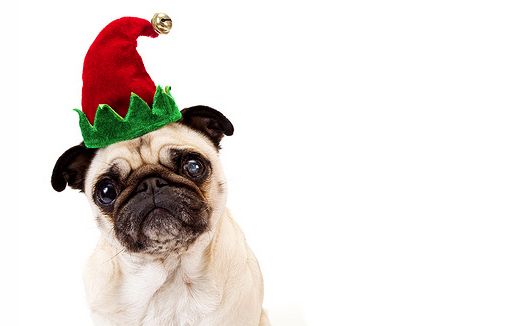 Animals In Santa Hats (100 pics) - Izismile.com