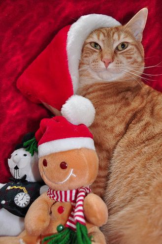 Animals In Santa Hats (100 pics) - Izismile.com