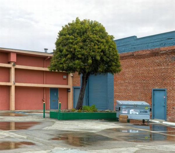 Interesting Tree Design (14 pics) - Izismile.com