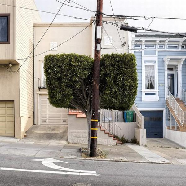 Interesting Tree Design (14 pics) - Izismile.com