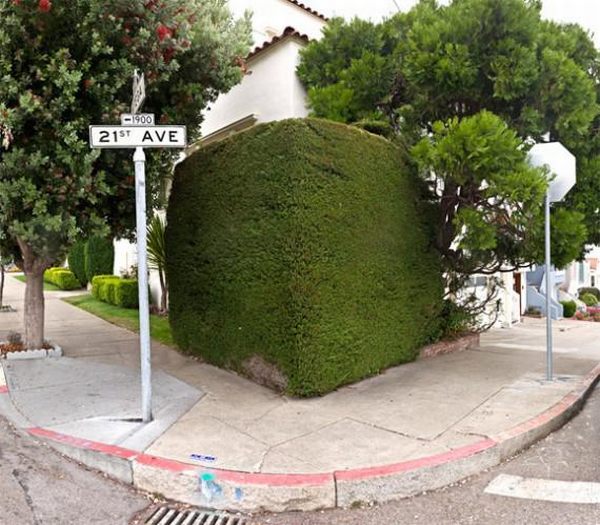 Interesting Tree Design (14 pics) - Izismile.com