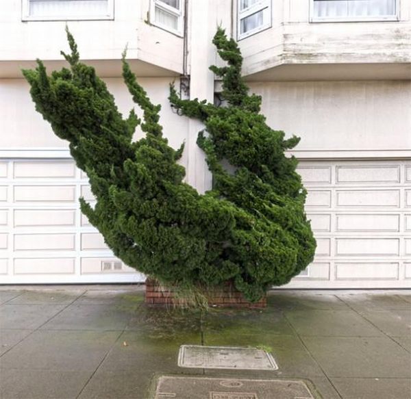Interesting Tree Design (14 pics) - Izismile.com