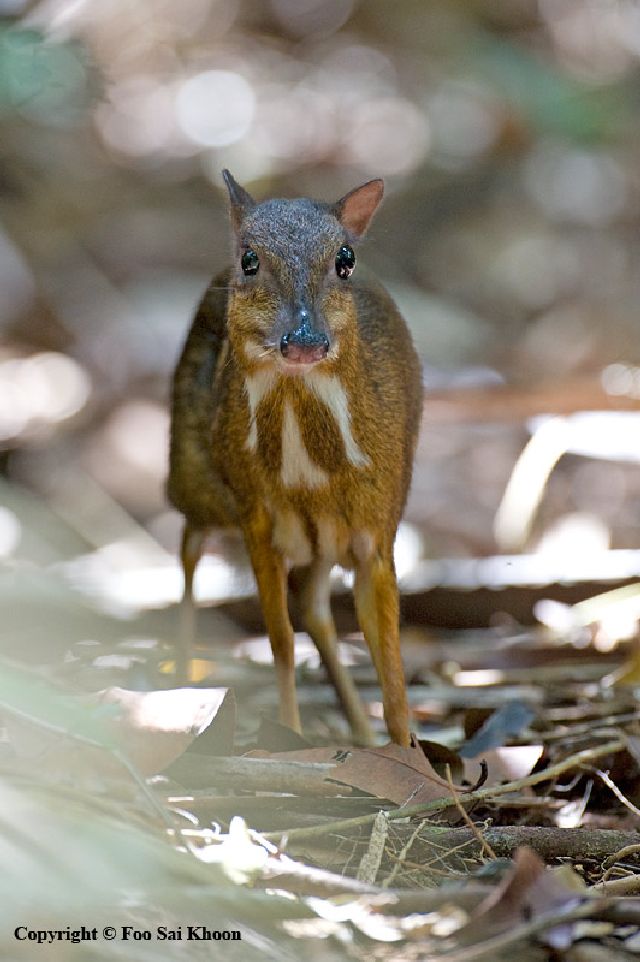 Very Cute Mouse Deer 23 Pics Izismile