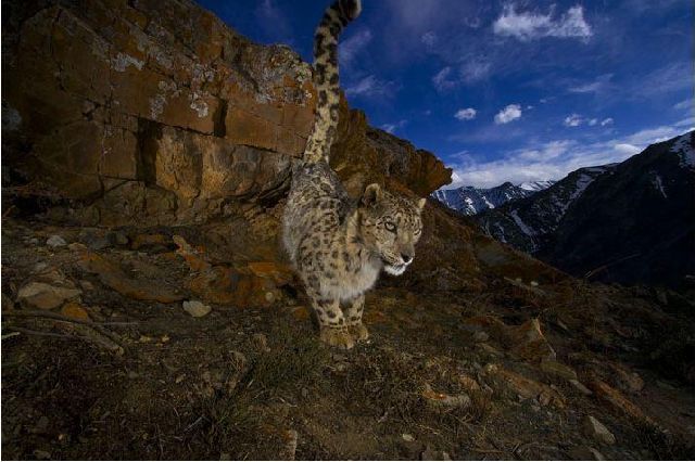 Beautiful Pictures of Snow Leopard (13 pics) - Izismile.com