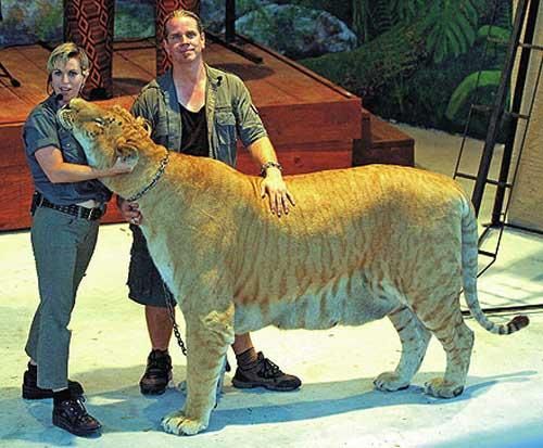 Hybrid Animals (20 pics) - Izismile.com