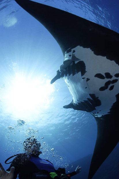 Manta Ray Swimming with Divers (9 pics) - Izismile.com