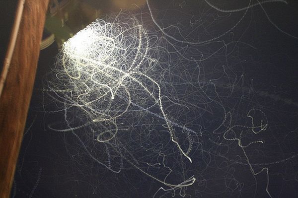 Flying Moths Caught on Camera Leaving Traces Behind Them at Night (17 ...