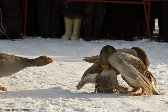 Russian Tradition : Goose Fight (8 pics) - Izismile.com