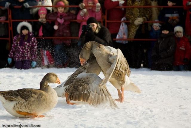 Russian Tradition : Goose Fight (8 pics) - Izismile.com