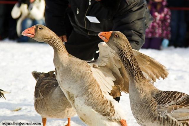 Russian Tradition : Goose Fight (8 pics) - Izismile.com