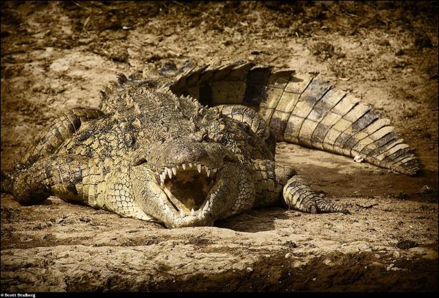 Photo-voyage to Africa with Scott Stulberg (63 pics) - Izismile.com