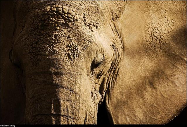 Photo-voyage to Africa with Scott Stulberg (63 pics) - Izismile.com