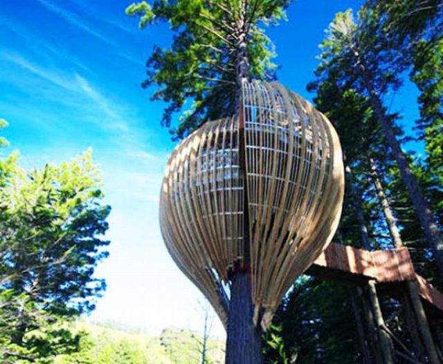 Amazing Crysalis Treehouse Restaurant (7 pics) - Izismile.com
