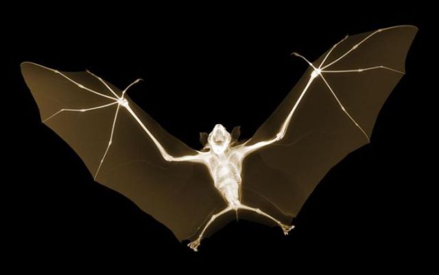Cool X-Ray Pictures (15 pics) - Izismile.com