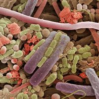 Amazing Scanning Electron Microscope Pictures (24 pics) - Picture #19 ...