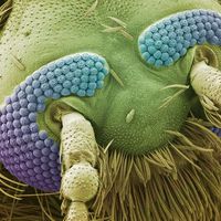 Amazing Scanning Electron Microscope Pictures (24 pics) - Picture #19 ...