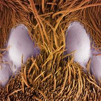 Amazing Scanning Electron Microscope Pictures (24 pics) - Picture #19 ...