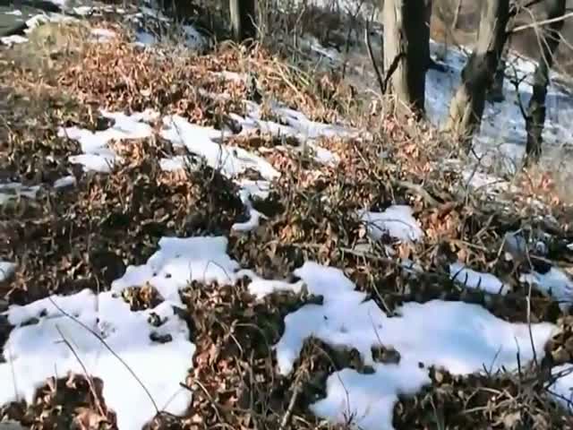 Hawk snatches released mouse - DIFFERENT END - Izismile.com