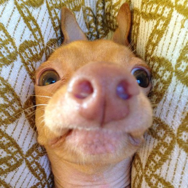 The Most Adorable Ugly Dog Ever 23 Pics Izismile