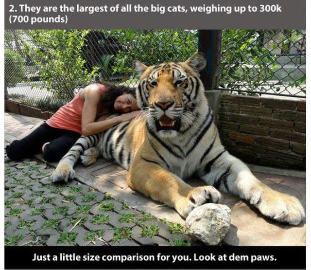 Things You Didn t Know About The World s Biggest Cat 22 Pics 2 Gifs Things You Didn t Know About The World s Biggest Cat 22 Pics 2 Gifs
