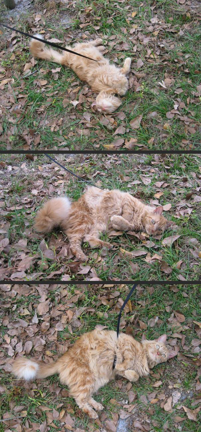 Classic Cat Reactions to Their First Experience of the Outdoors (19 ...