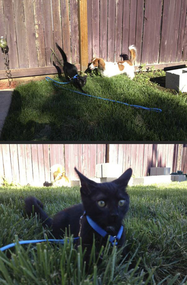 Classic Cat Reactions to Their First Experience of the Outdoors (19 ...